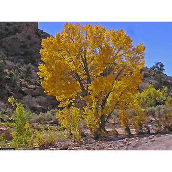 Western Cottonwood Gallery and Care Instructions by Eagle Creek Landscapes