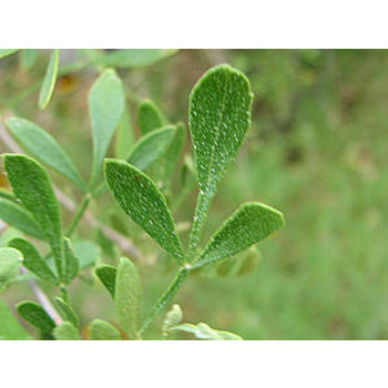 Little leaf Ash Gallery and Care Instructions by Eagle Creek Landscapes