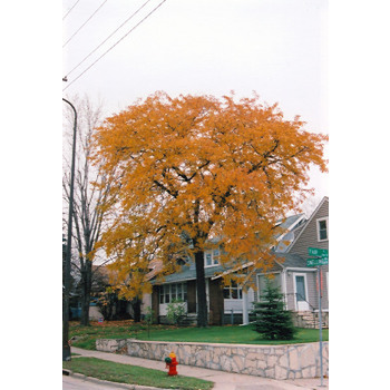 Shademaster Locust Gallery and Care Instructions by Eagle Creek Landscapes