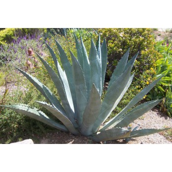 Century Plant Gallery and Care Instructions by Eagle Creek Landscapes