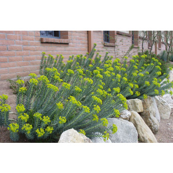 Gopher Plant Gallery and Care Instructions by Eagle Creek Landscapes