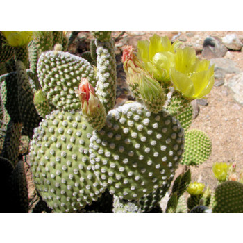 Angel Wing Cactus Gallery and Care Instructions by Eagle Creek Landscapes