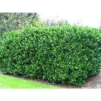 Carolina Cherry Gallery and Care Instructions by Eagle Creek Landscapes