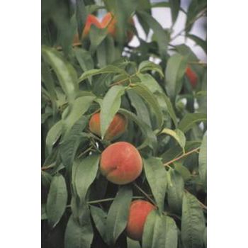 Dwarf Peach Tree Gallery and Care Instructions by Eagle Creek Landscapes
