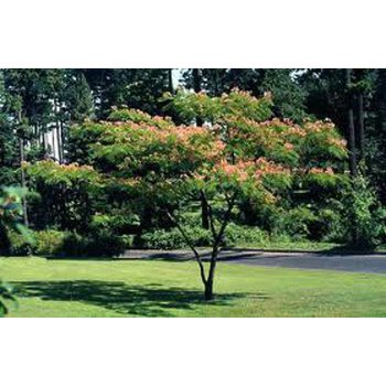 Silk Tree - Mimosa Gallery and Care Instructions by Eagle Creek Landscapes