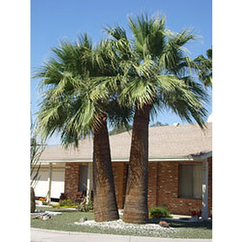 California Fan Palm Gallery and Care Instructions by Eagle Creek Landscapes