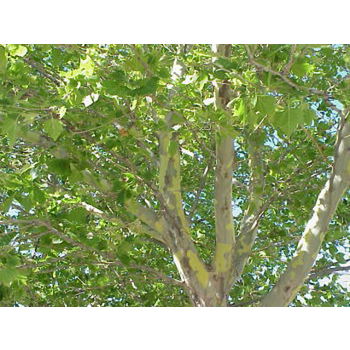 London Sycamore Gallery and Care Instructions by Eagle Creek Landscapes