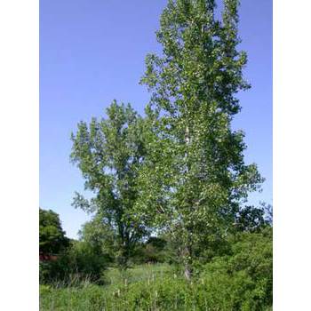 Western Cottonwood Gallery and Care Instructions by Eagle Creek Landscapes