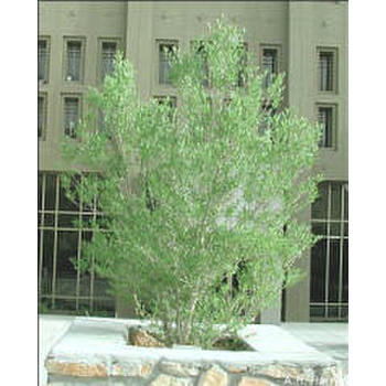 Little leaf Ash Gallery and Care Instructions by Eagle Creek Landscapes