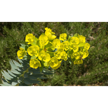 Gopher Plant Gallery and Care Instructions by Eagle Creek Landscapes