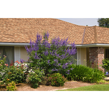 Chaste Tree Gallery and Care Instructions by Eagle Creek Landscapes